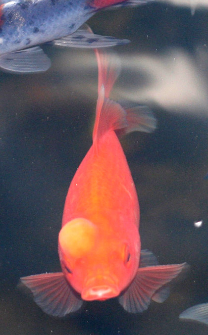 What is the bump on goldfish head?