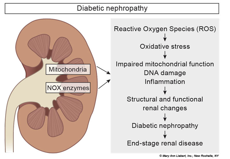What is the cause of diabetic nephropathy?