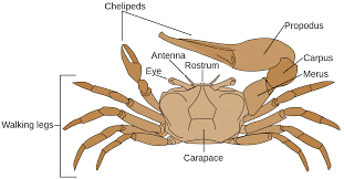 What is the characteristic of crab?