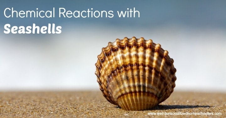 What is the chemical equation for seashells?