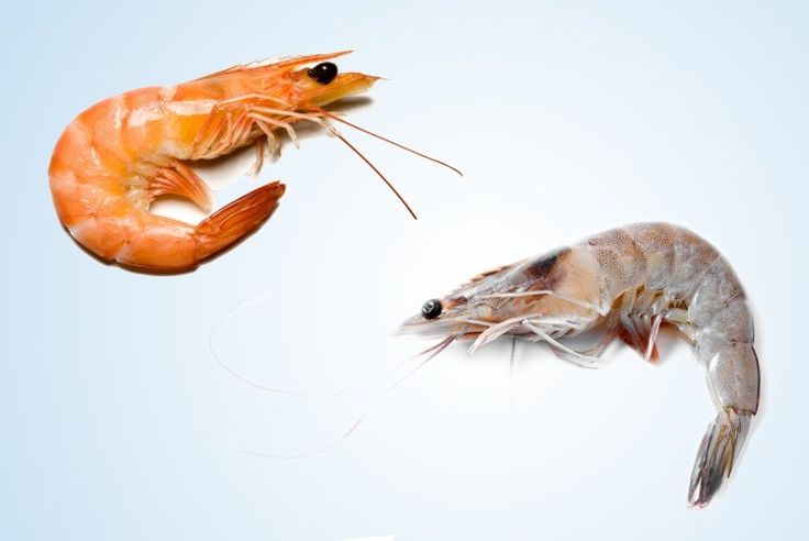What is the closest animal to a shrimp?