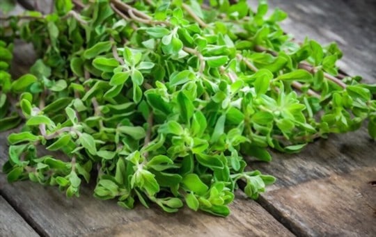 What is the closest thing to marjoram?