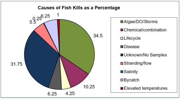 What is the common cause of fish kill?