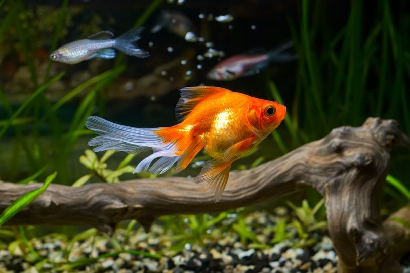 What is the cost of 1 goldfish?