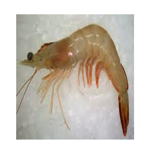 What is the cost of 1 kg prawn?