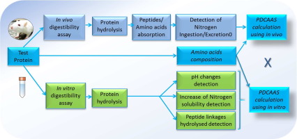 What is the current preferred method of measuring protein digestibility?