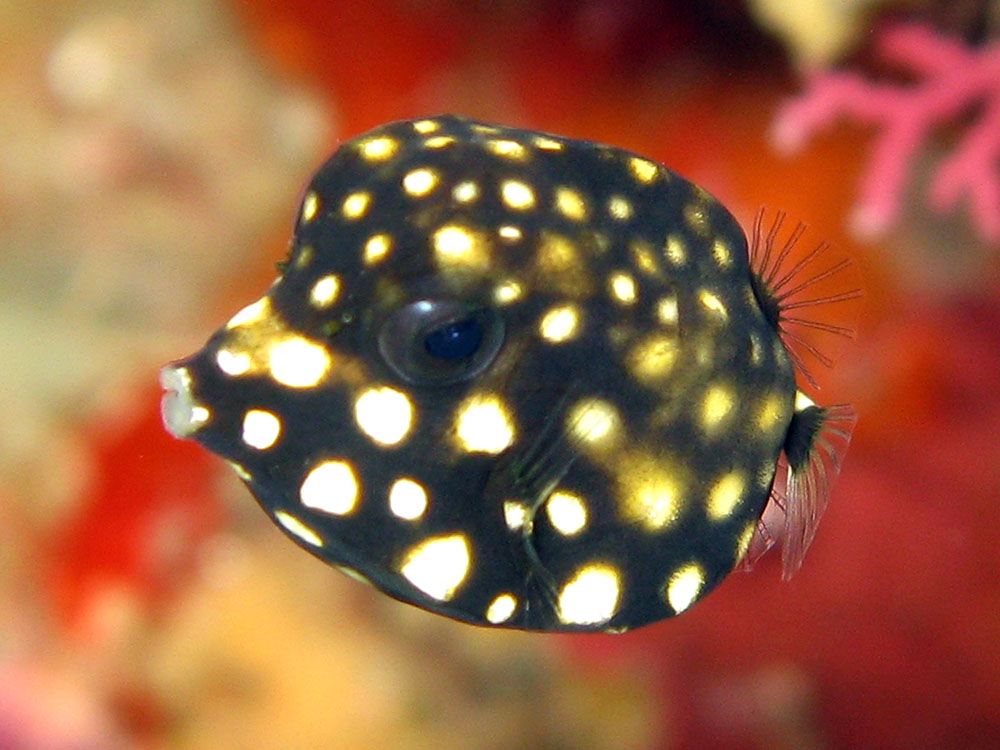 What is the cutest fish?