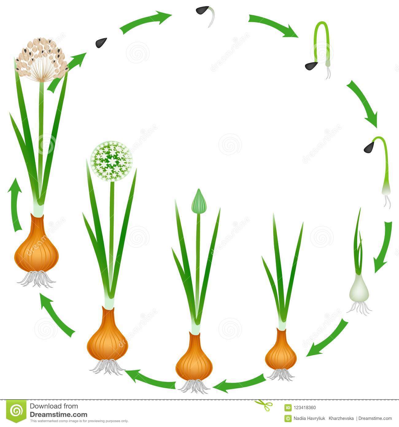 What is the cycle of an onion?