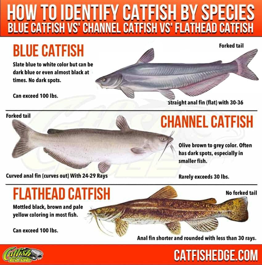What is the difference between a blue catfish and a flathead catfish?