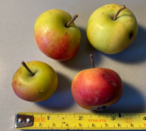 What is the difference between a crabapple and apple?