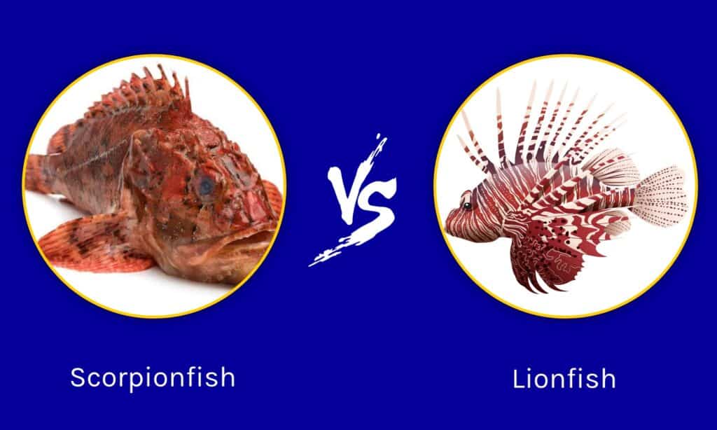 What is the difference between a lion fish and a scorpion fish?