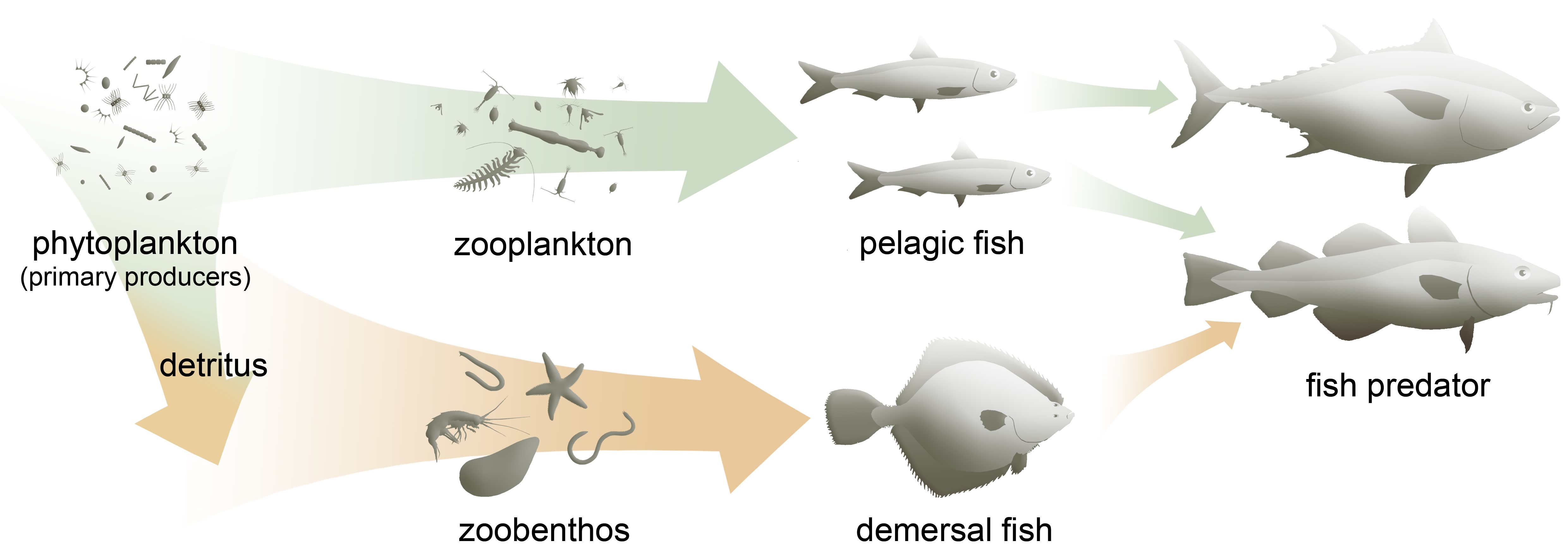 What is the difference between a pelagic and a demersal fish?