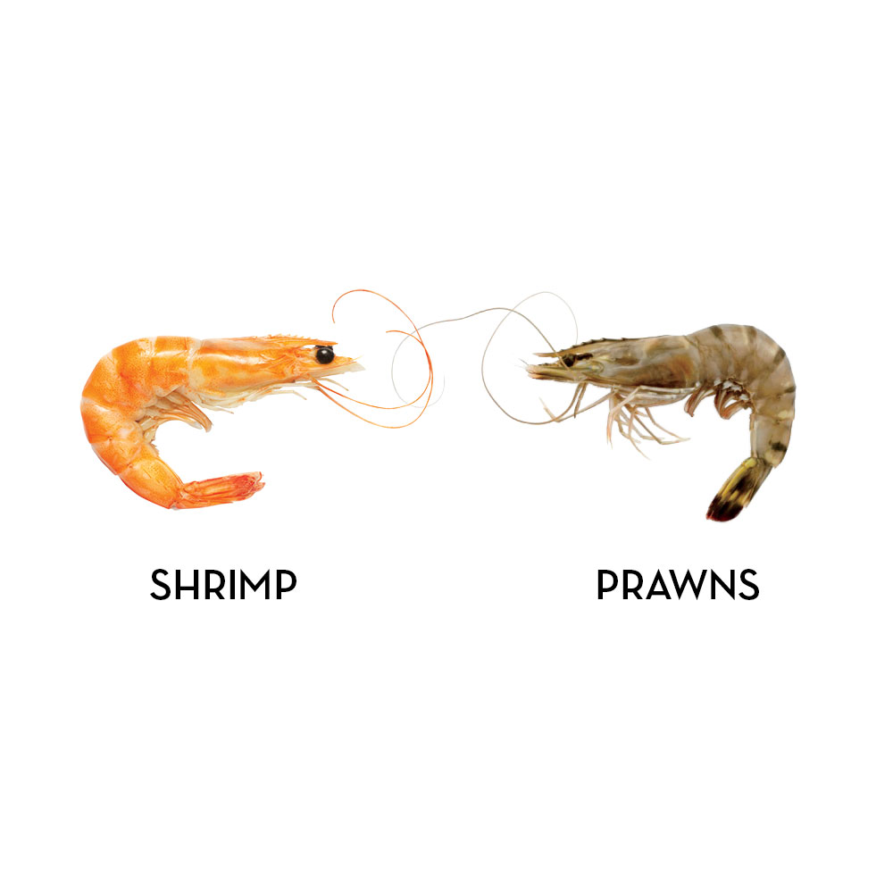 What is the difference between a prawn and a large shrimp?