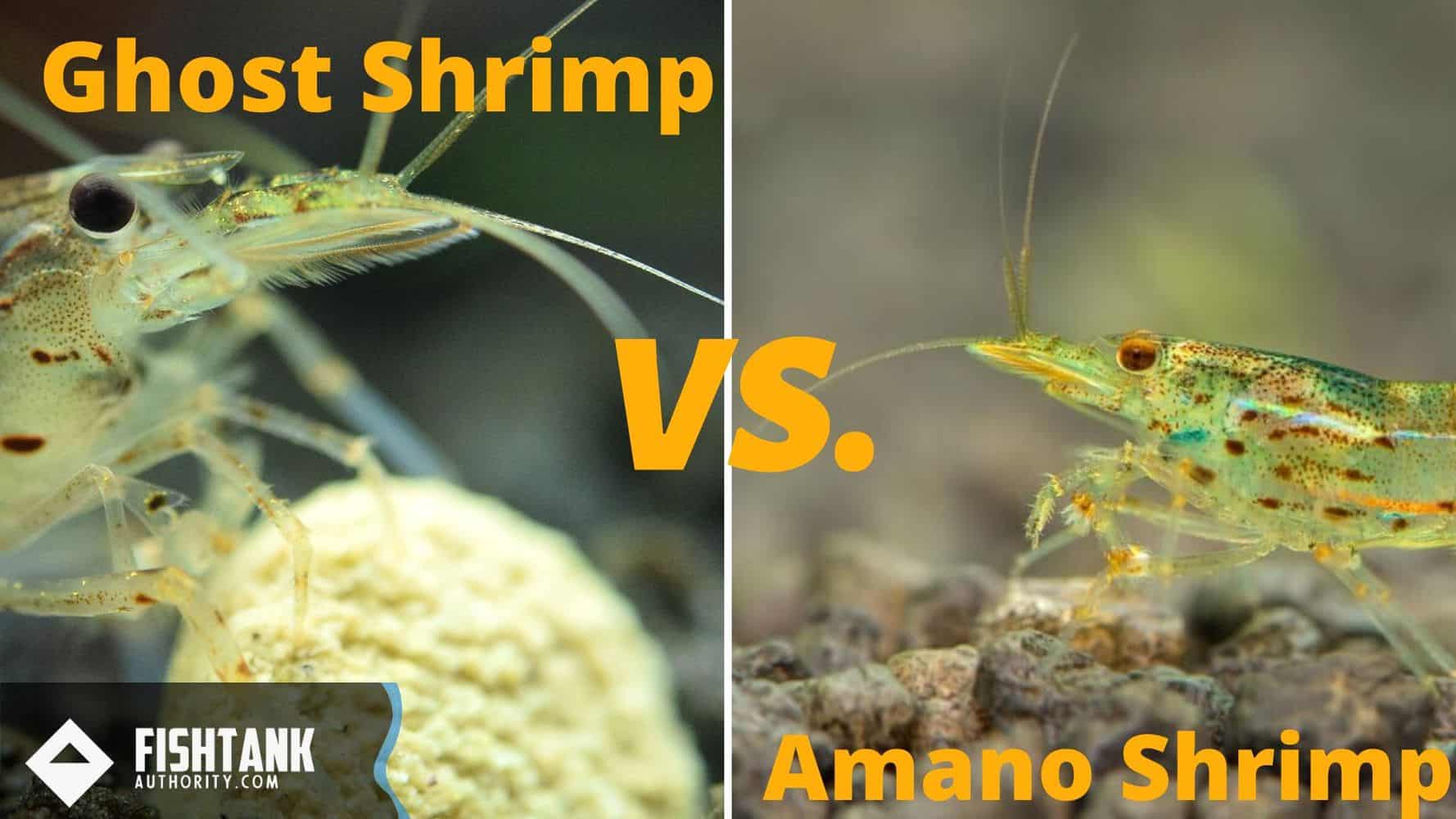 What is the difference between Amano and ghost shrimp?