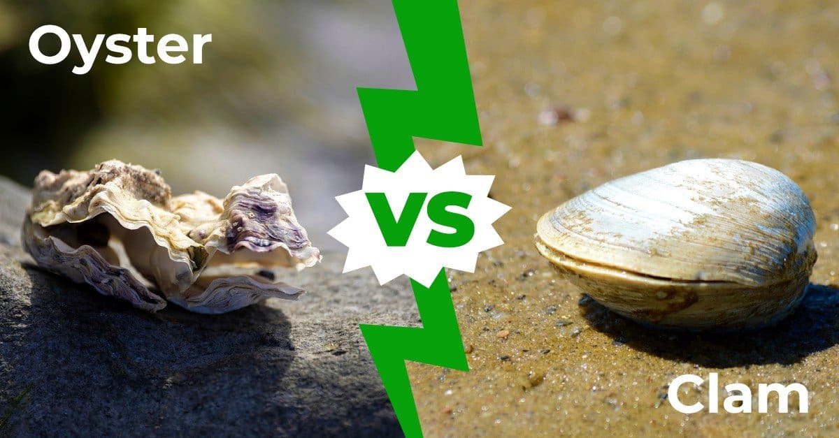 What is the difference between an oyster shell and a clam shell?