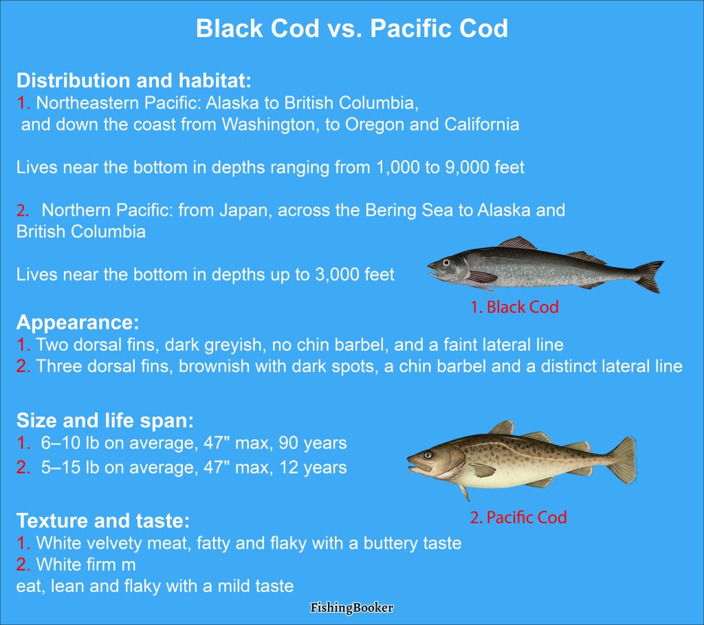 What is the difference between Atlantic and Pacific cod?