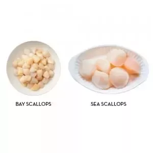 What is the difference between bay scallops and sea scallops?
