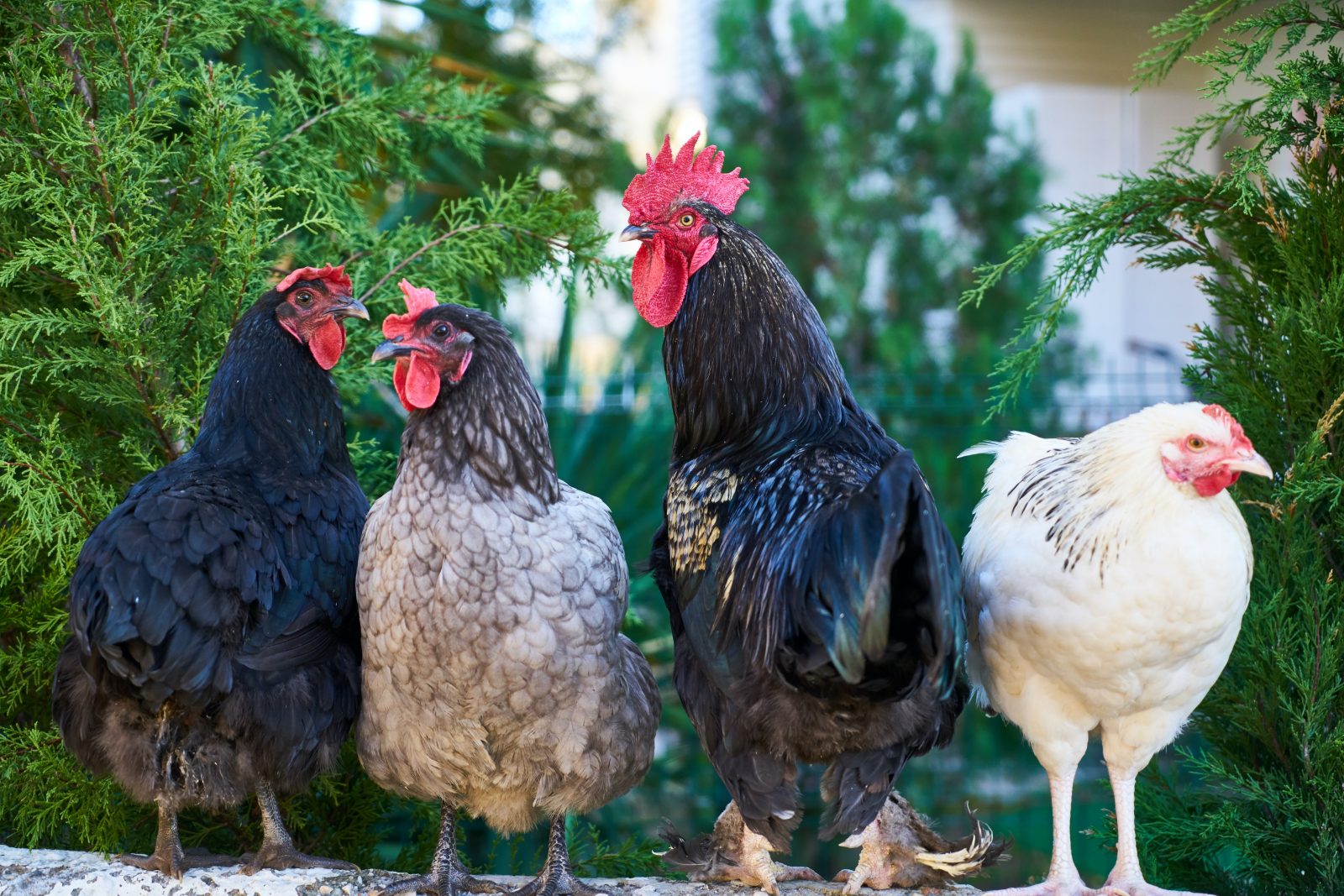 What is the difference between black chicken and regular chicken?