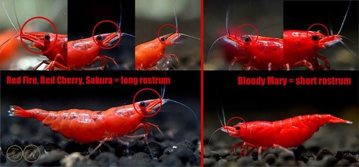 What is the difference between Bloody Mary Shrimp and fire red shrimp?