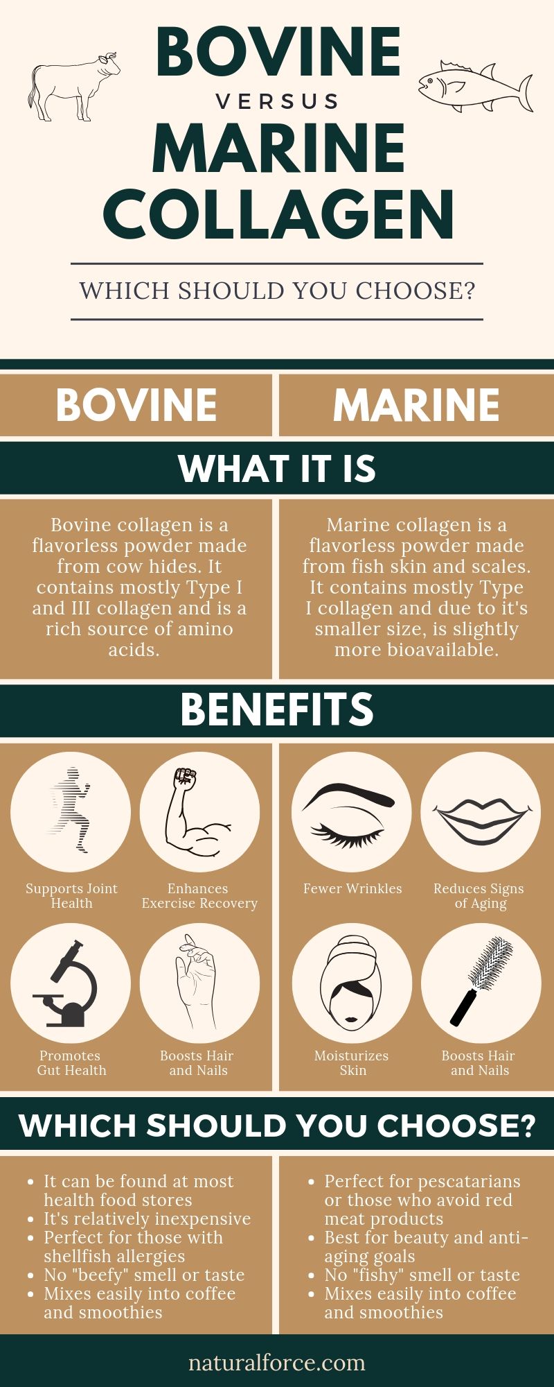 What is the difference between bovine collagen and collagen?