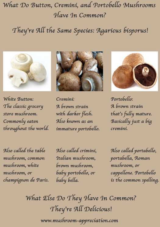 What is the difference between button mushrooms and white mushrooms?