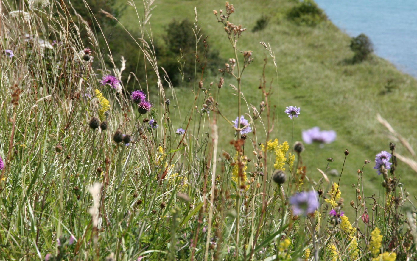 What is the difference between chalk and chalk downland?