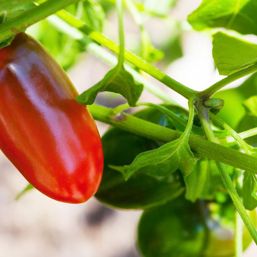 What is the difference between Chiles and chilis?