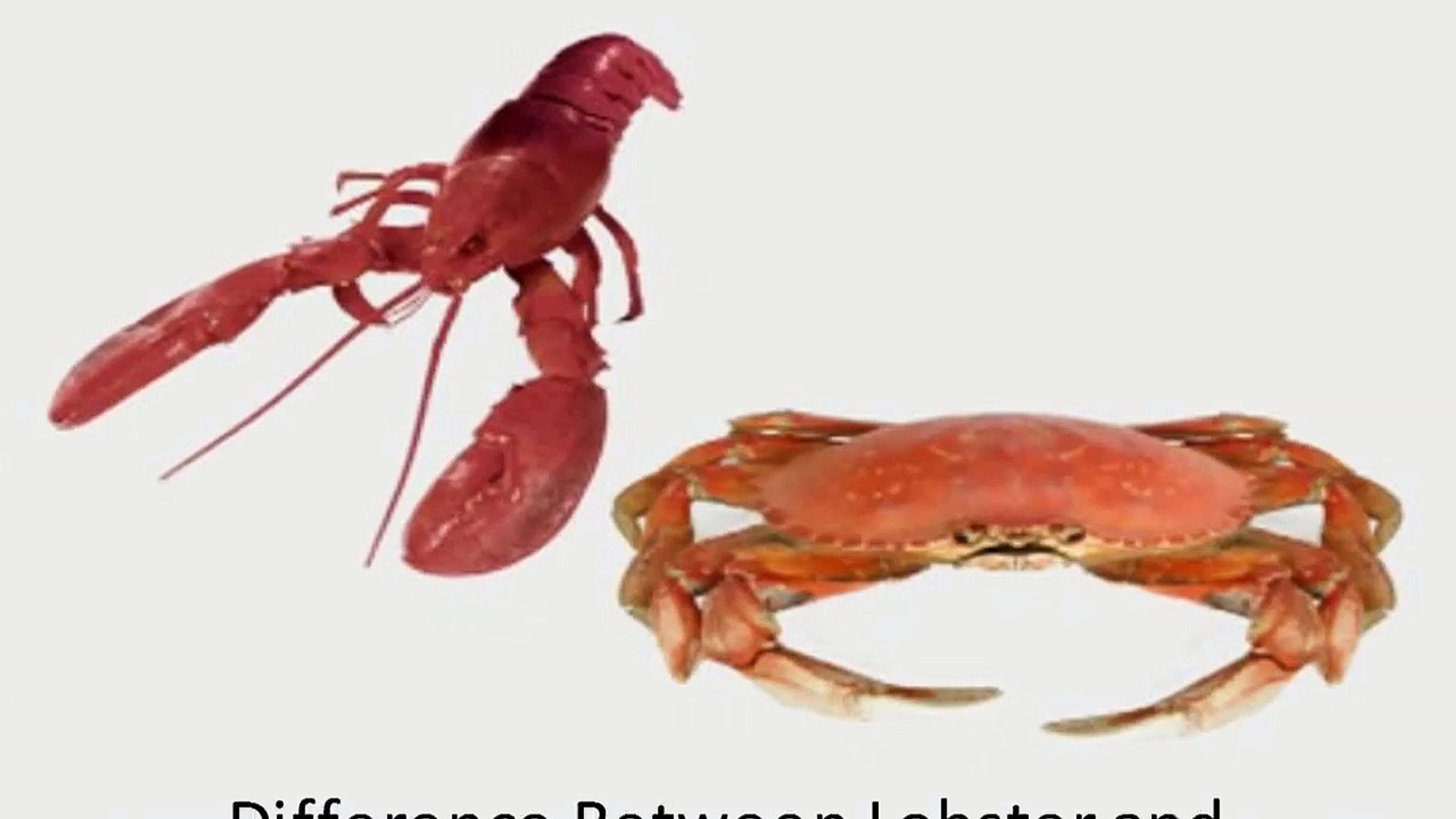 What is the difference between crab and lobster?