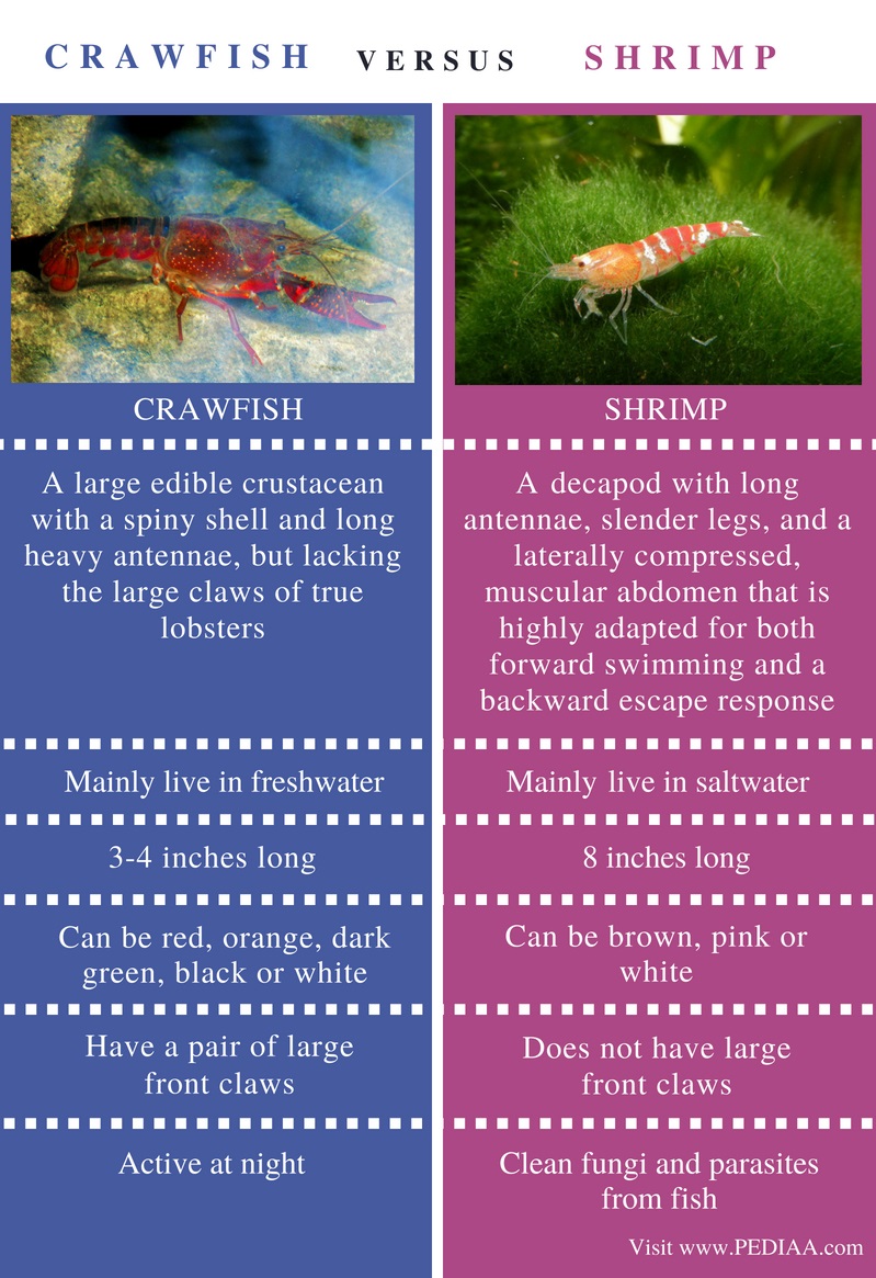 What is the difference between crawfish and shrimp?