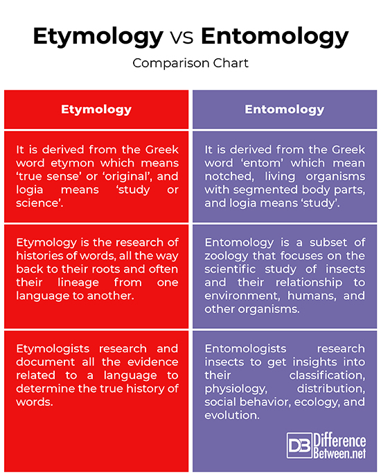 What is the difference between etymology and etymology?