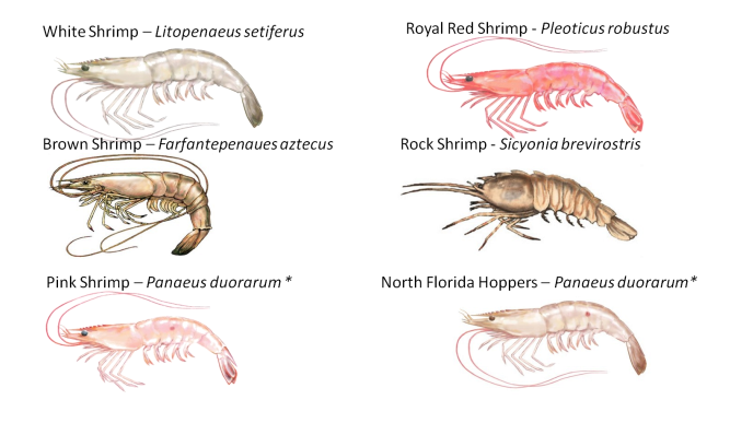 What is the difference between farmed and wild shrimp?