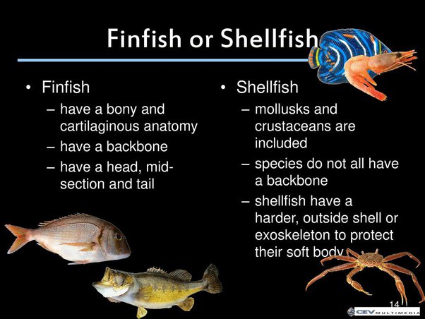 What is the difference between fish and shellfish?