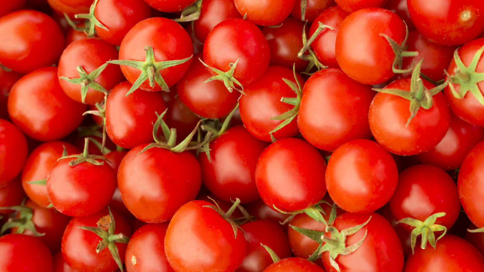 What is the difference between fresh tomatoes and canned tomatoes?