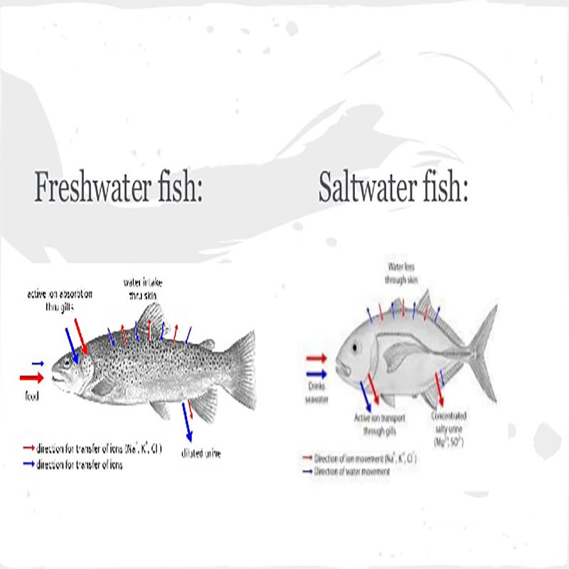 What is the difference between freshwater and seawater fish?