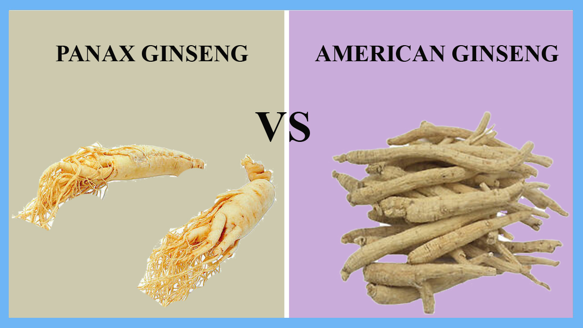 What is the difference between ginseng and American ginseng?