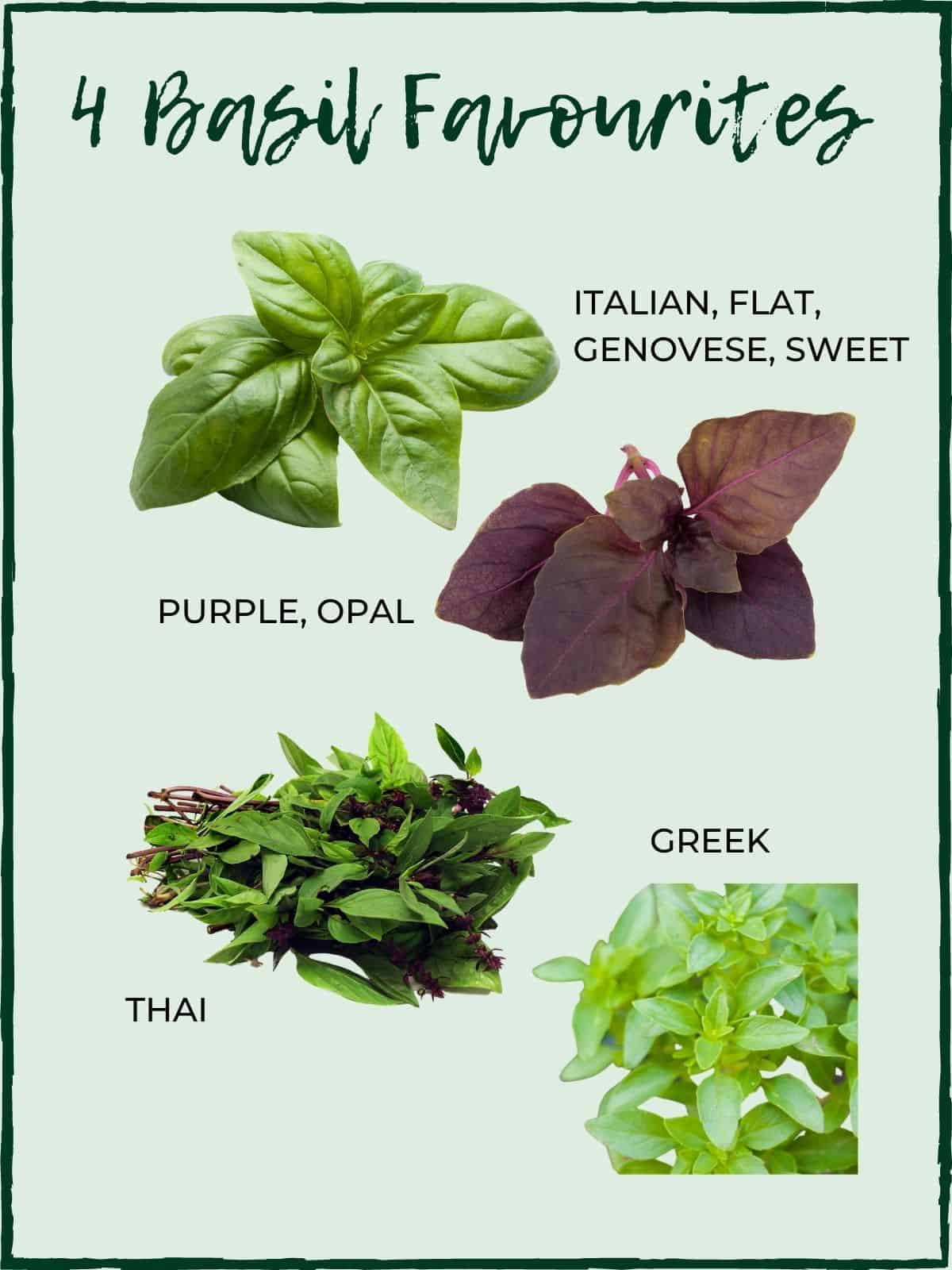 What is the difference between Greek basil and Italian basil?