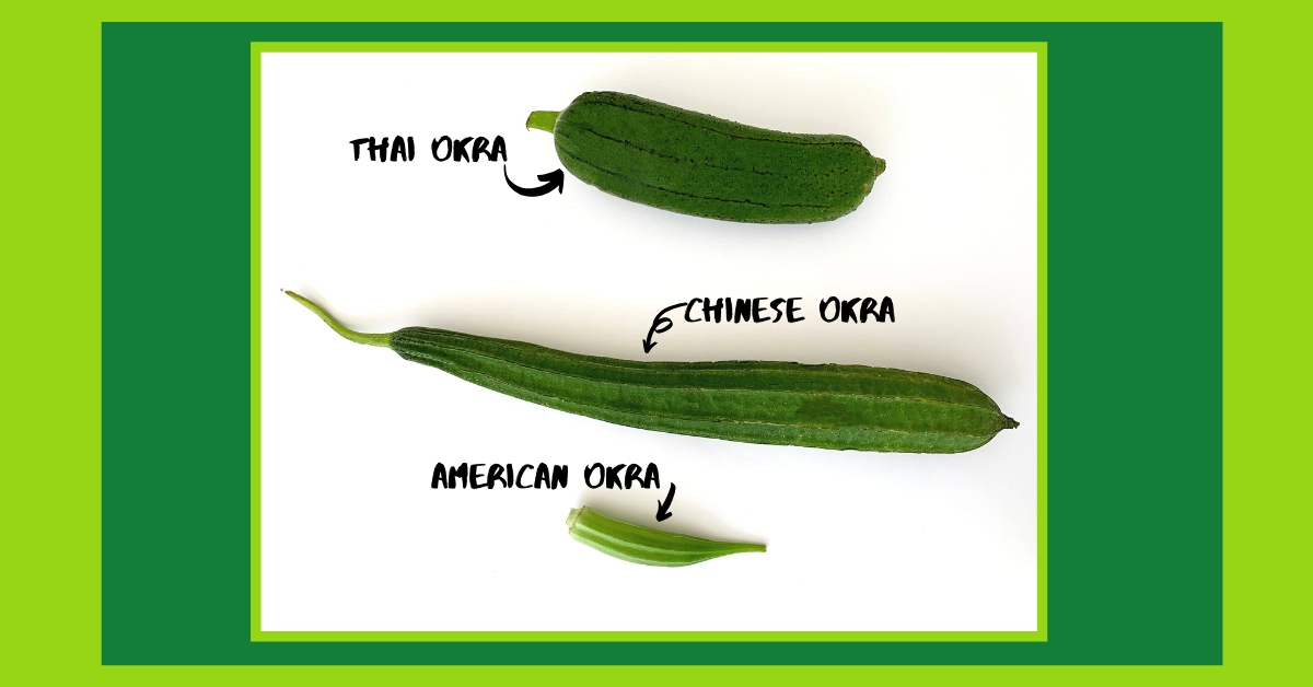What is the difference between gumbo and okra?