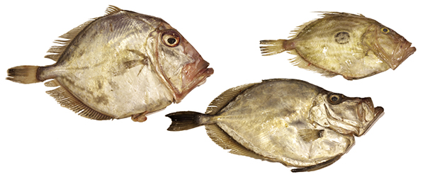 What is the difference between John Dory and King dory?