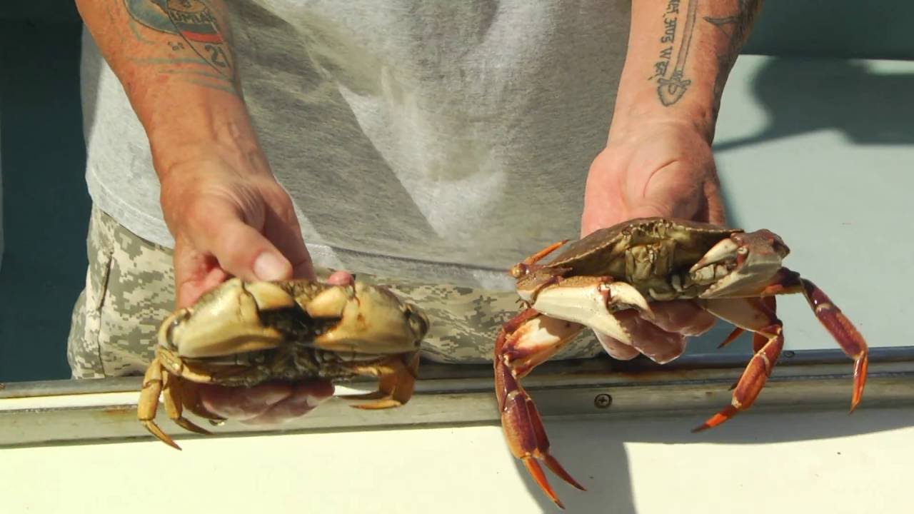 What is the difference between Jonah crab and Dungeness crab?