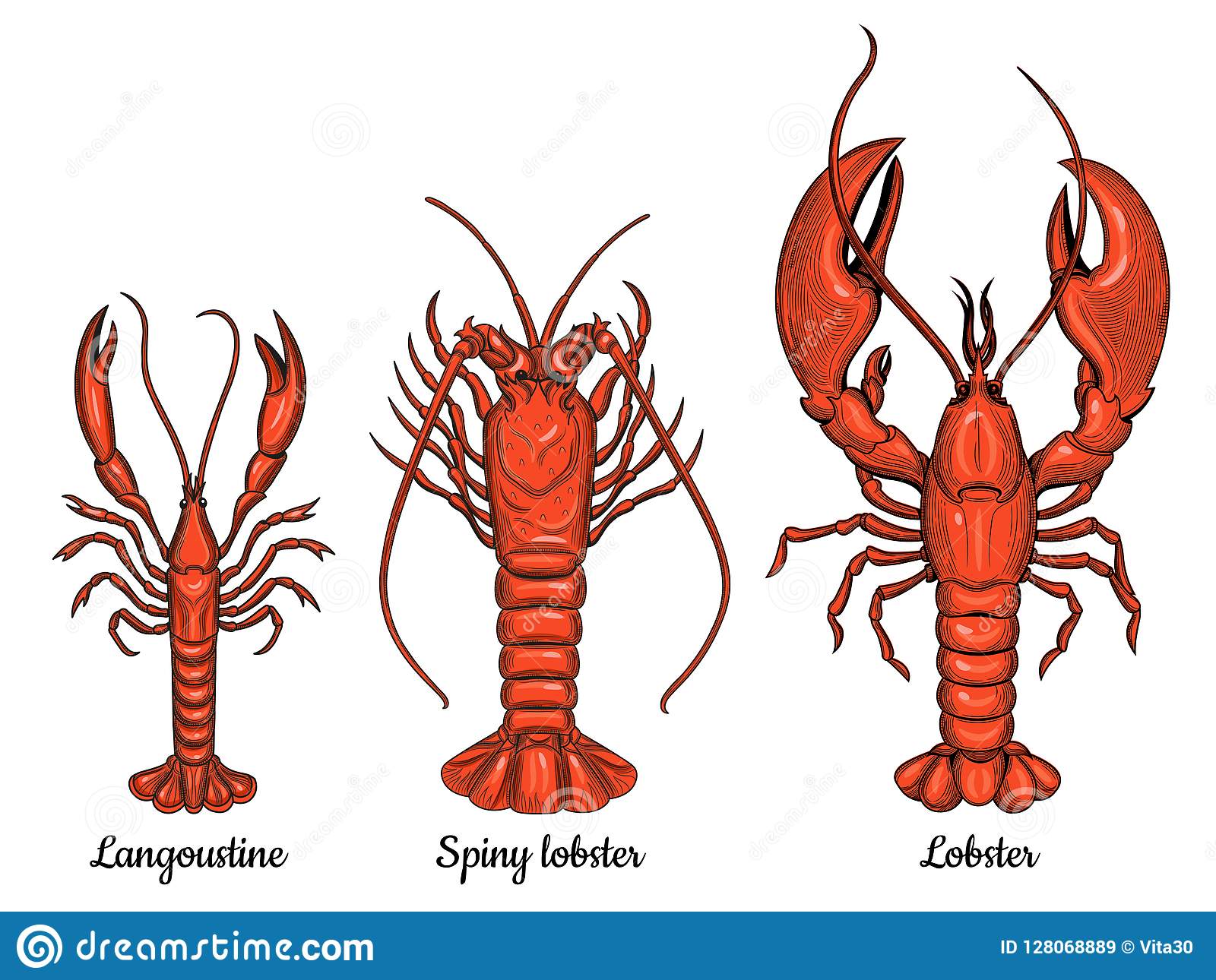 What is the difference between langoustines and lobster?