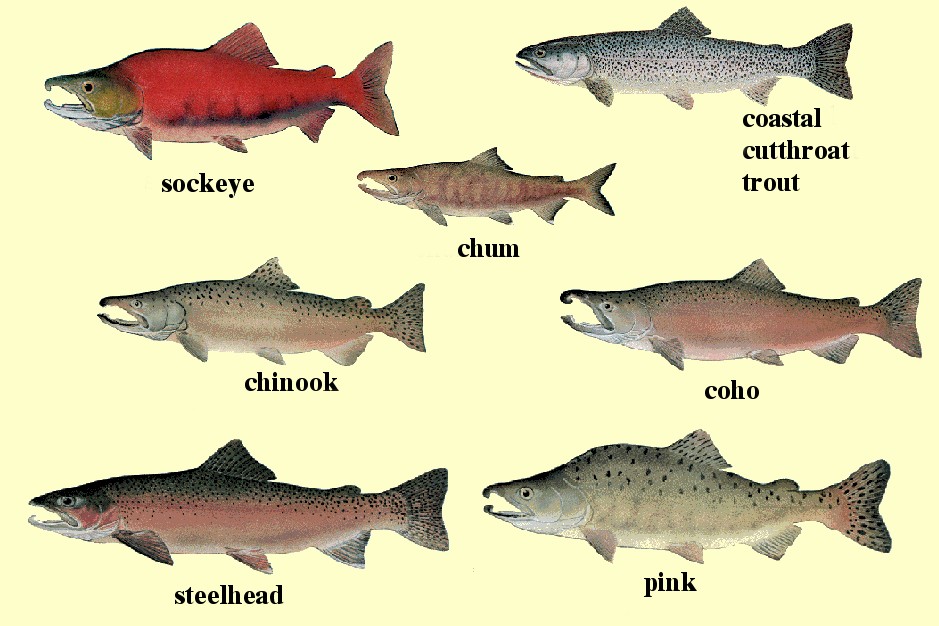 What is the difference between lean and oily fish?