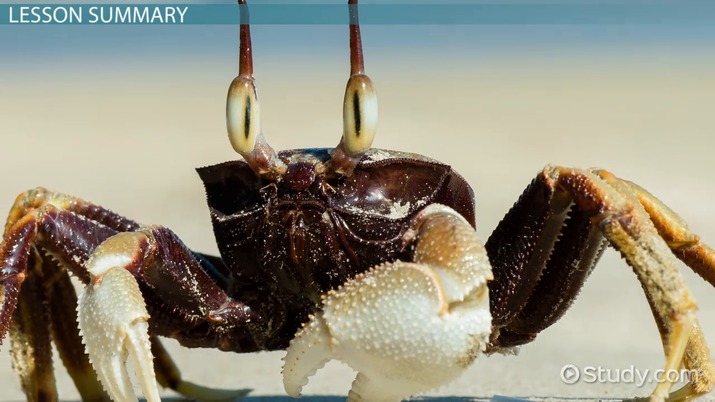 What is the difference between mammals and crabs?