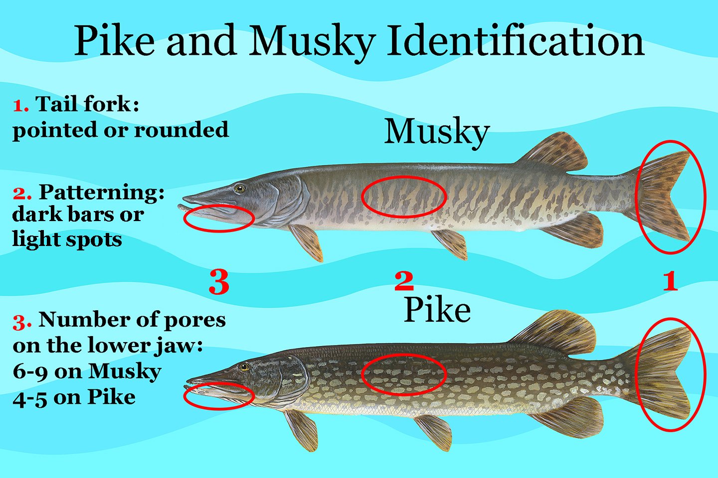 What is the difference between Pike and muskie?