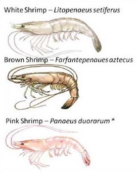 What is the difference between pink and brown shrimp?
