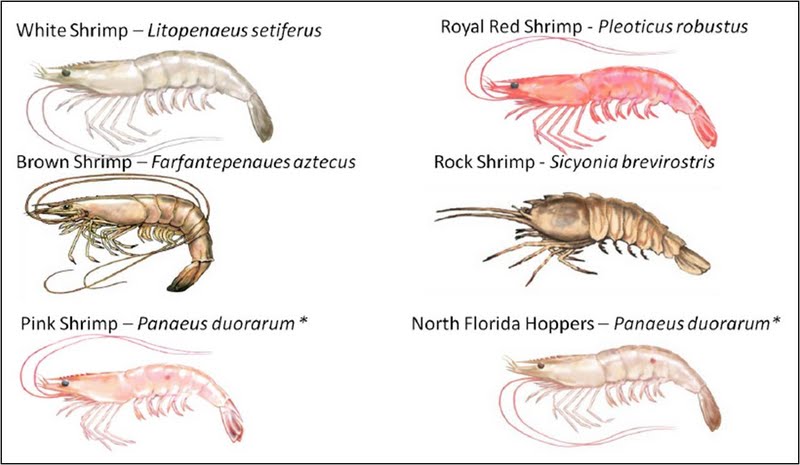 What is the difference between pink shrimp and pistol shrimp?