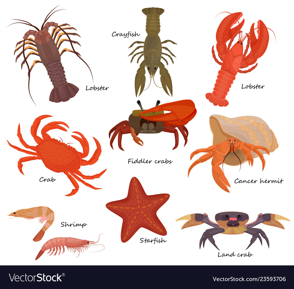 What is the difference between prawns and crabs?