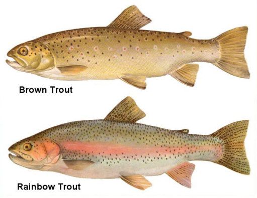 What is the difference between rainbow trout and brown trout?