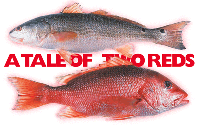 What is the difference between redfish and snapper?