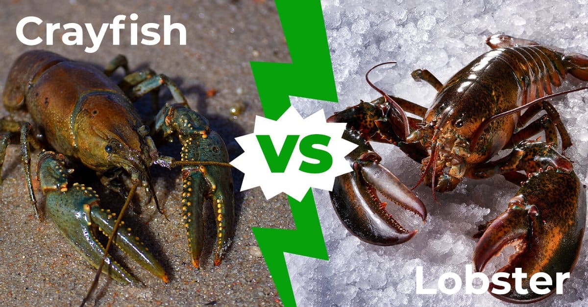 What is the difference between Rock Lobster and crayfish? [2022 ...