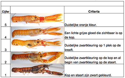 What is the difference between scampi and lobster?